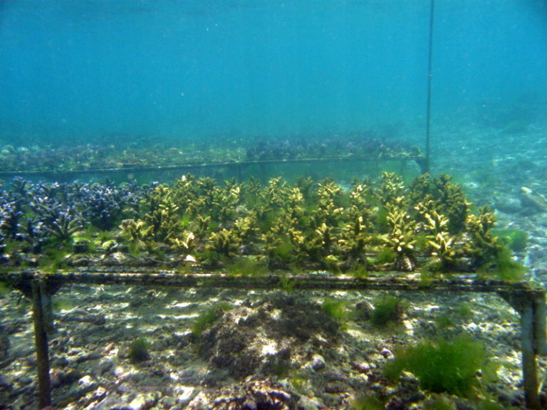 Coral farming – land or water? – Bali Coral Farm