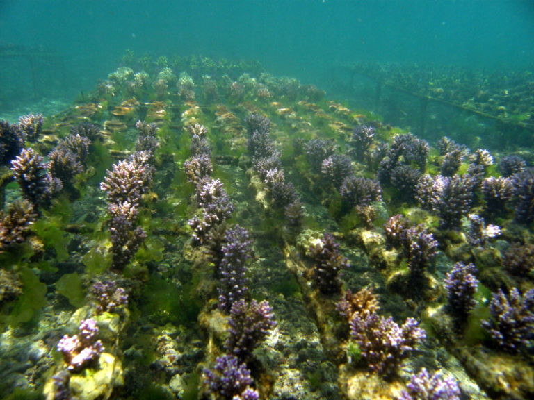 Coral farming – land or water? – Bali Coral Farm
