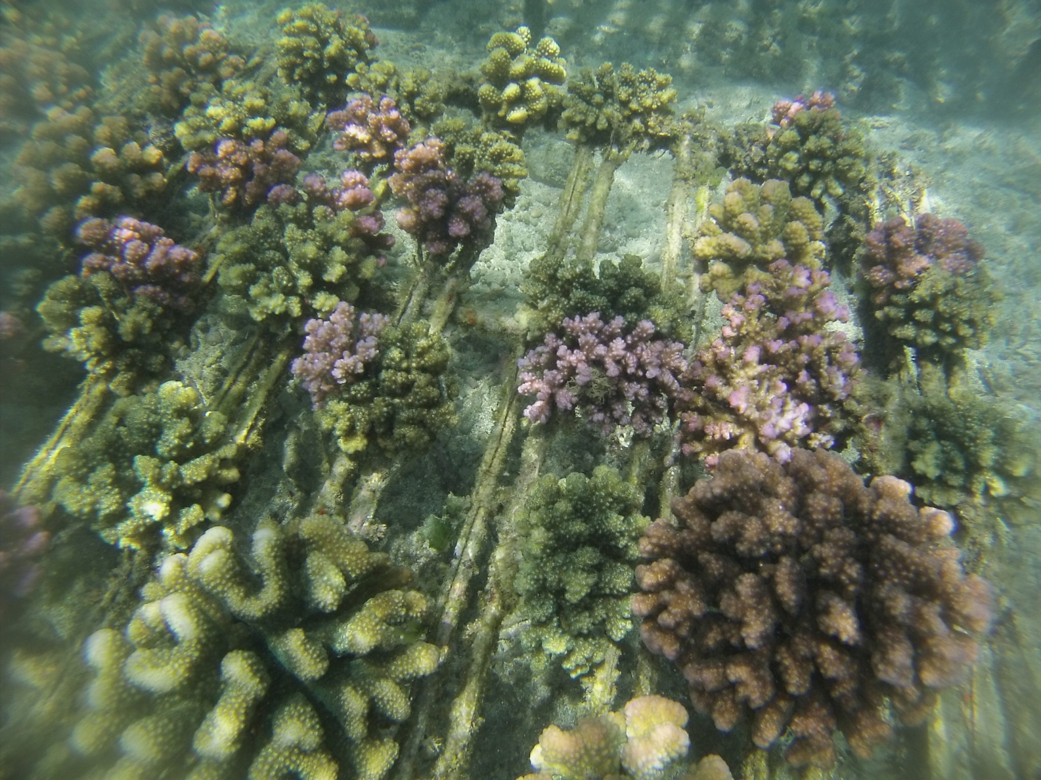 Bali Coral Farm – Blue Star Bali – Environmental sensitive, sustainable ...