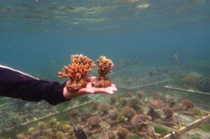 Coral farming – land or water? – Bali Coral Farm